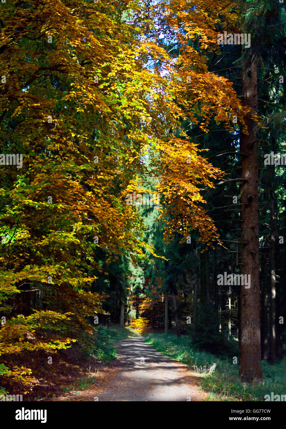 Forest path in the autumn Stock Photo - Alamy