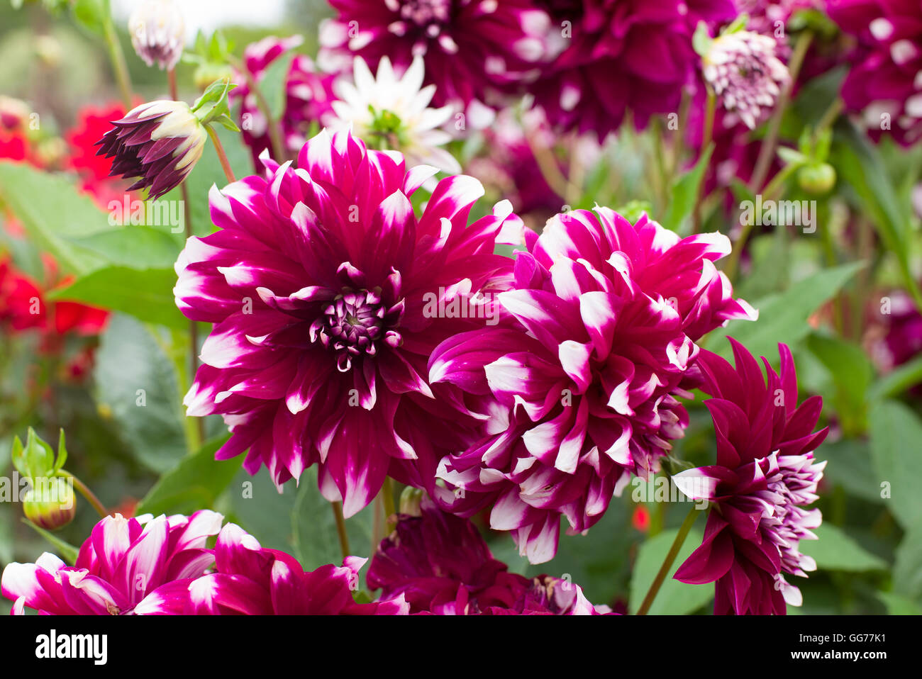 Deep magenta and white Dahlia Stock Photo - Alamy