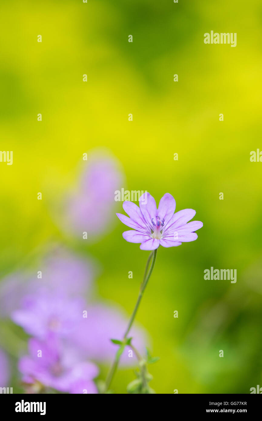 Geranium flower border hi-res stock photography and images - Alamy