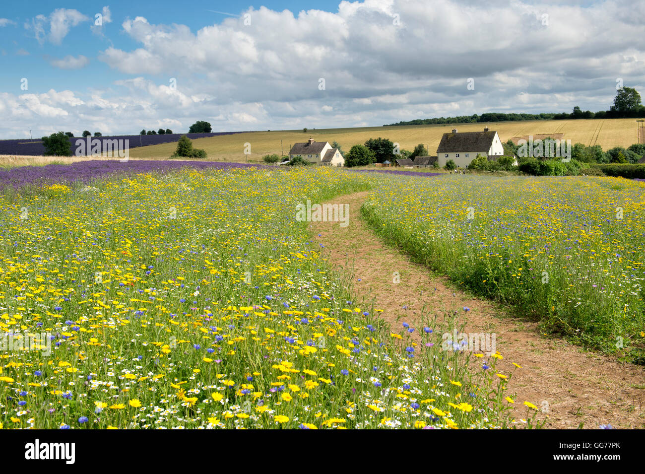 Wildflower meadow border next to the lavender fields at Snowshill ...