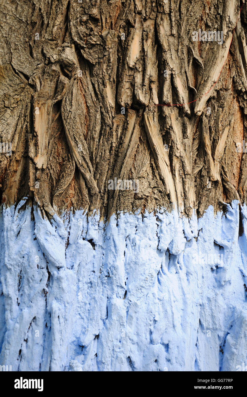 An abstract image of the shapes and patterns of tree bark as the lower ...