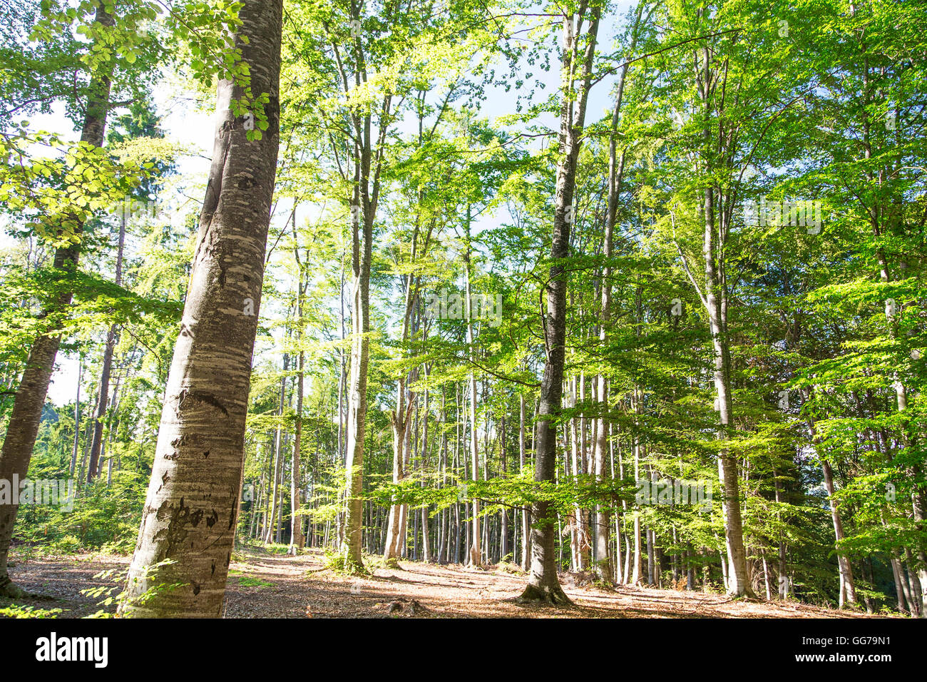 Beautiful scenic summer beech forest with green foliage Stock Photo - Alamy