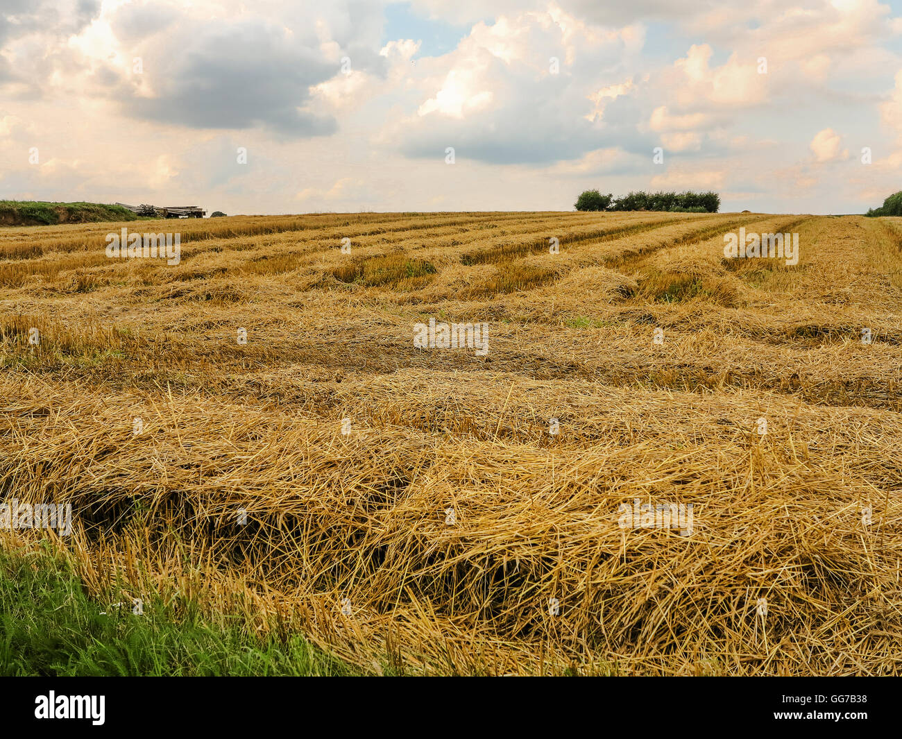 Harvested wheat field before sunset Stock Photo - Alamy