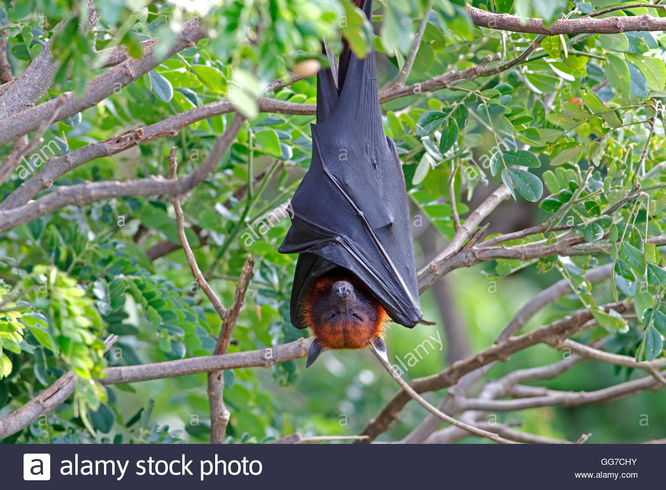 Sleeping Bat High Resolution Stock Photography and Images - Alamy