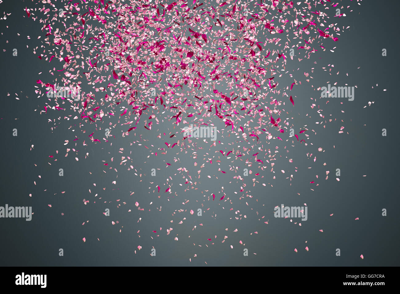 Pink rose petals falling High Resolution Stock Photography and Images ...