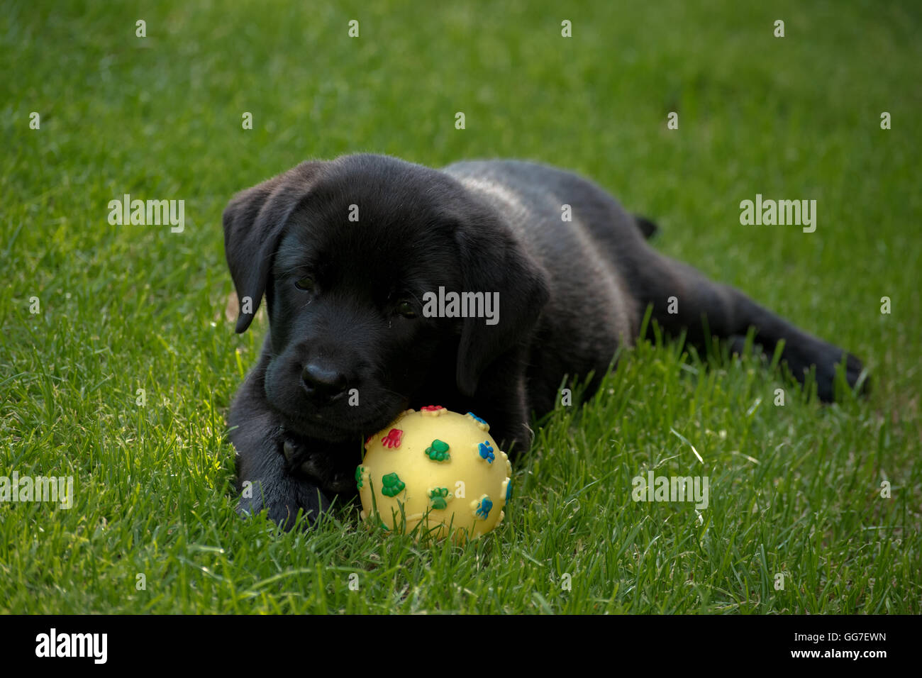 Playful Labrador Pup Stock Photo - Alamy