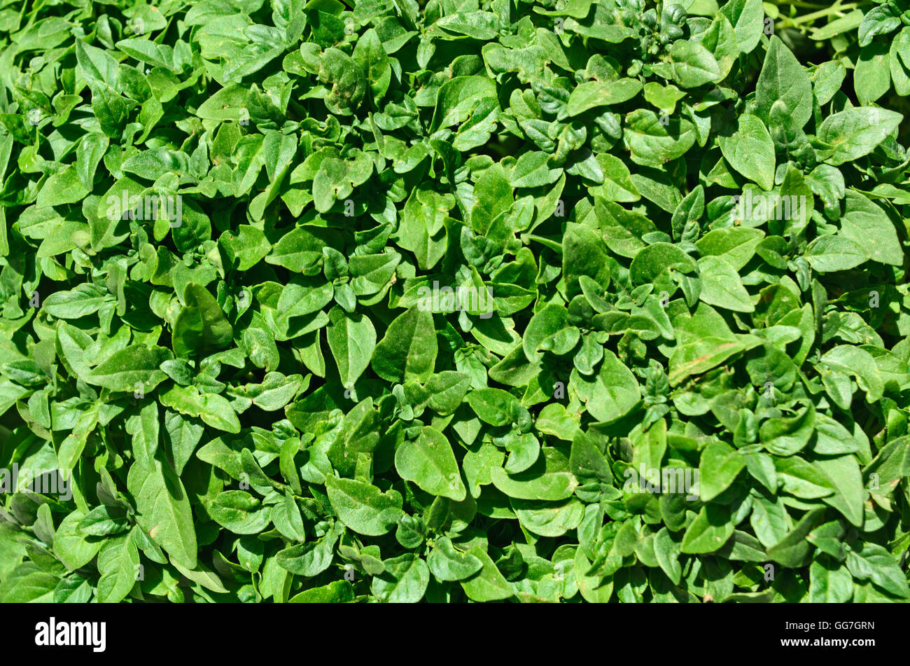 Beautiful hedge formed by deciduous vegetation Stock Photo - Alamy