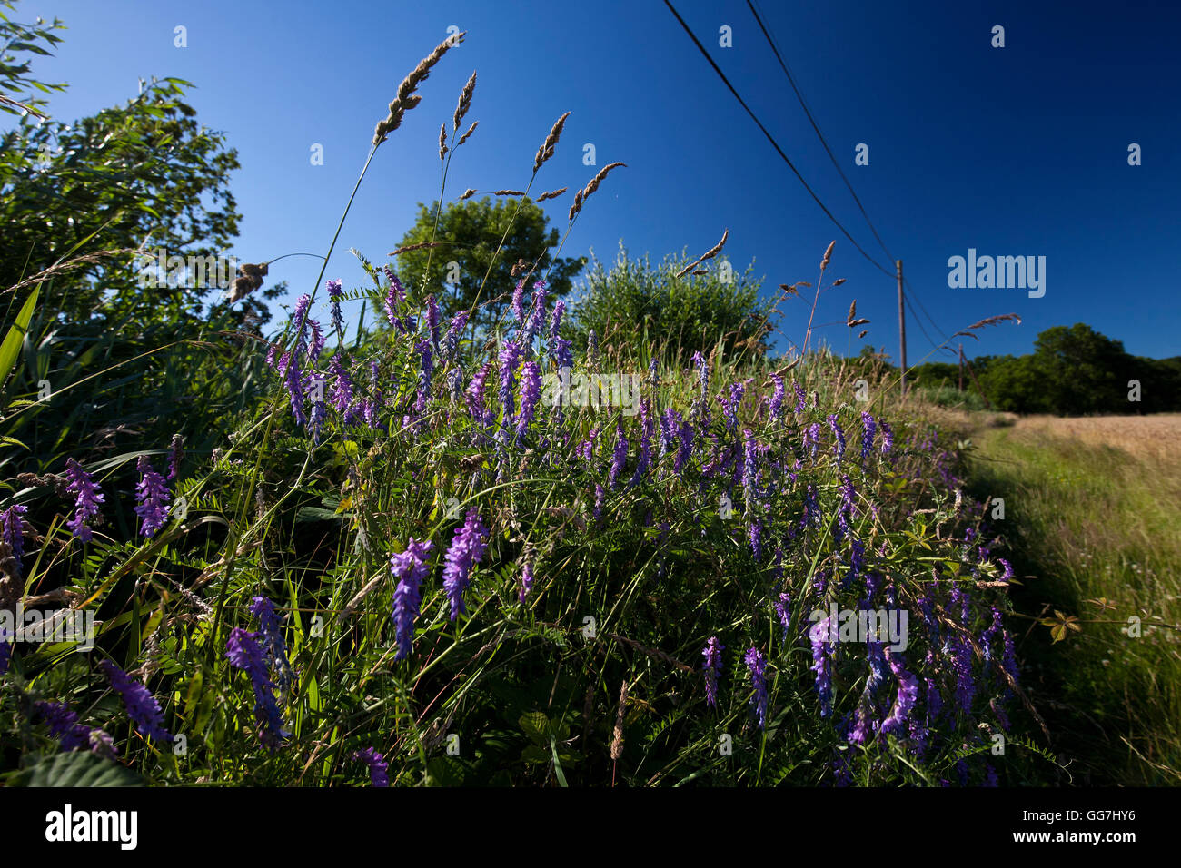 English hedgerow wild flowers plants hi-res stock photography and ...