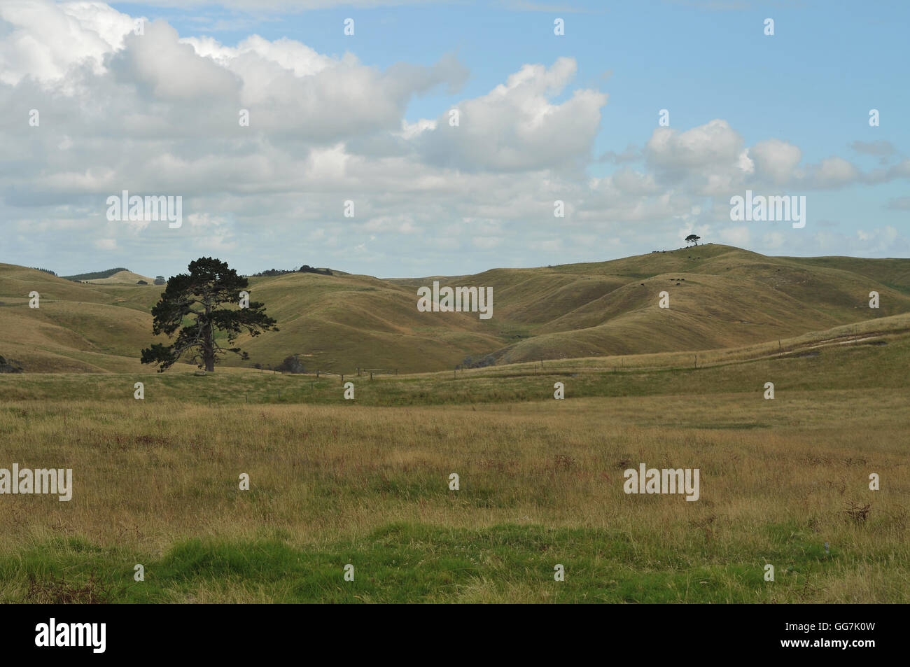 Dargaville hi-res stock photography and images - Alamy