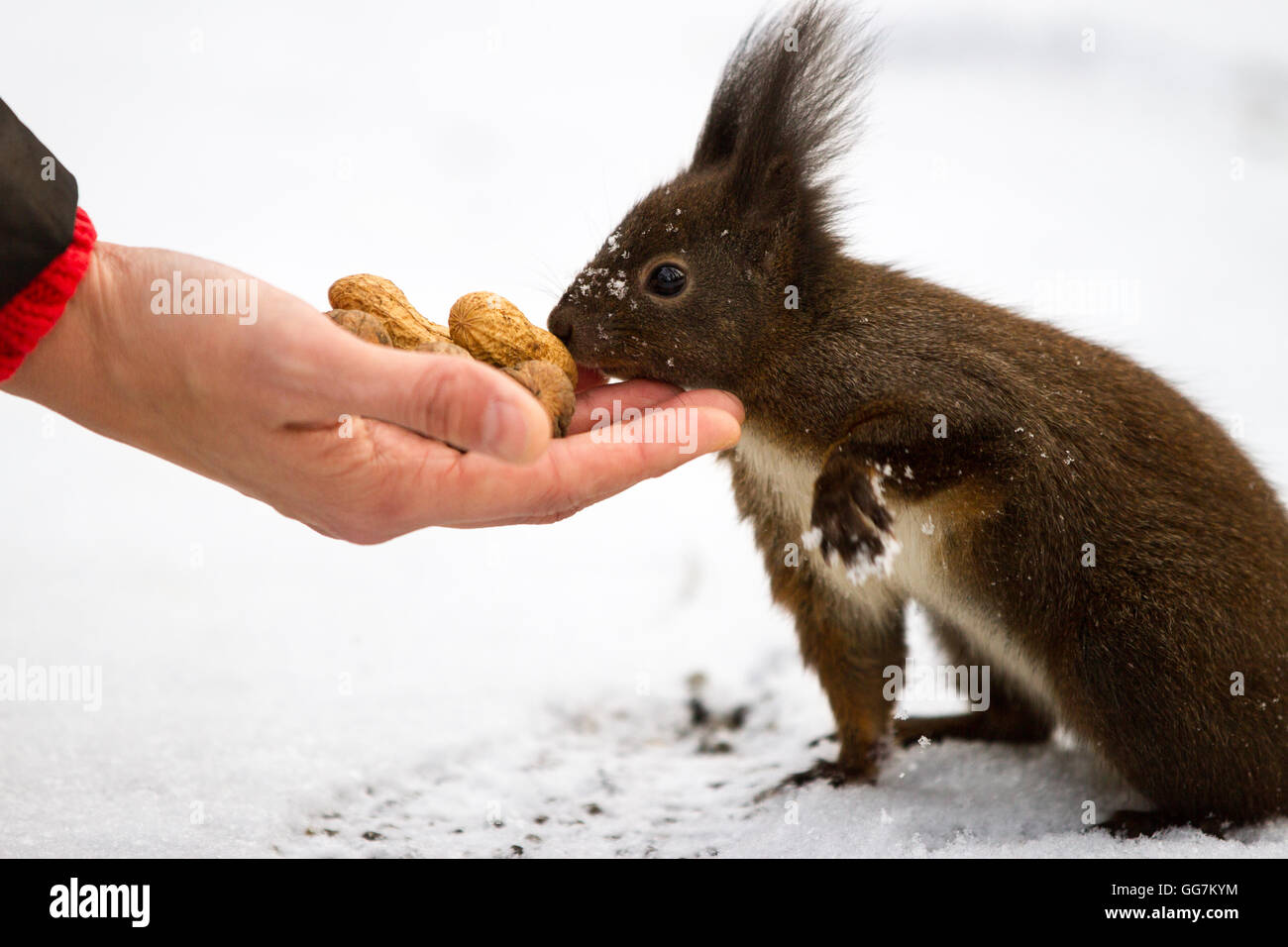 Human feeding squirrel hi-res stock photography and images - Alamy