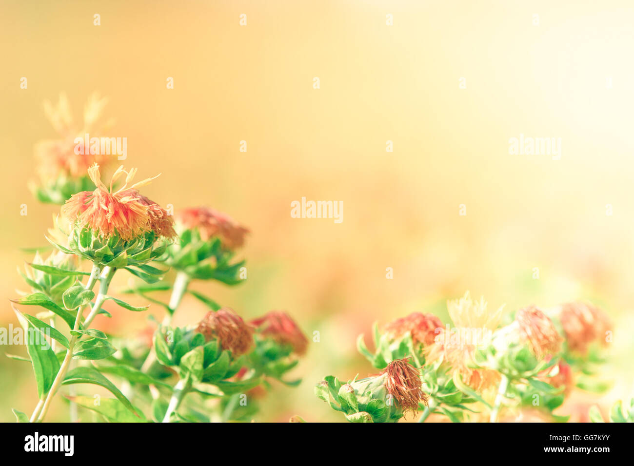 Safflower field hi-res stock photography and images - Alamy