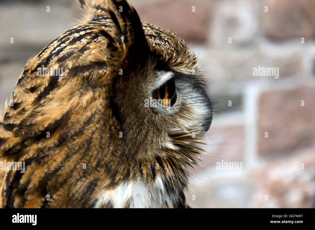 Owl sideways hi-res stock photography and images - Alamy