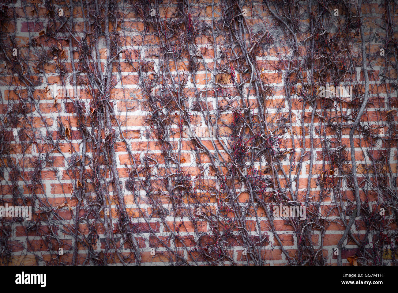 overgrown brick wall as a background Stock Photo - Alamy
