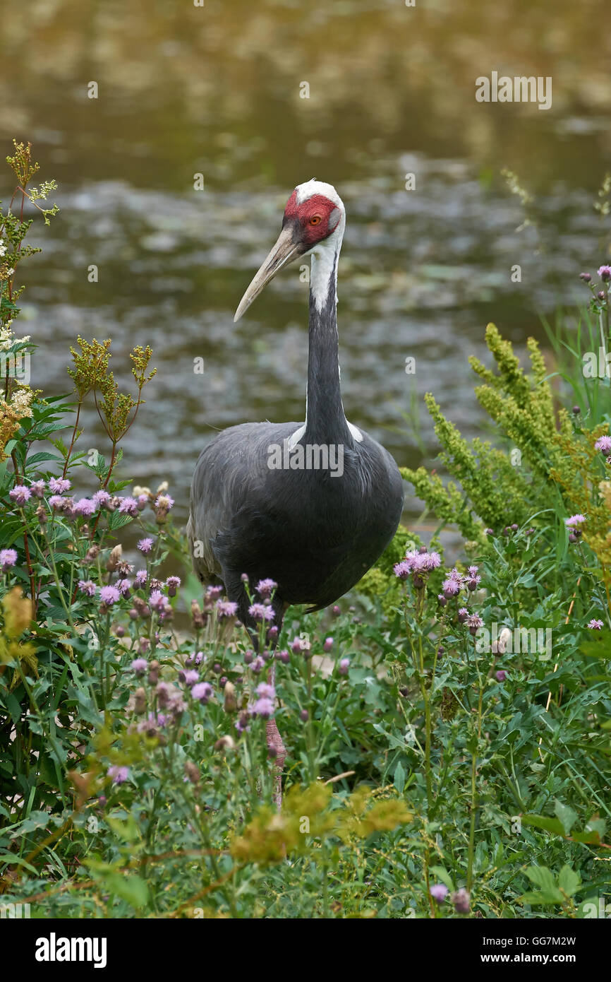 White-naped crane standing in vegetation in its habitat Stock Photo - Alamy