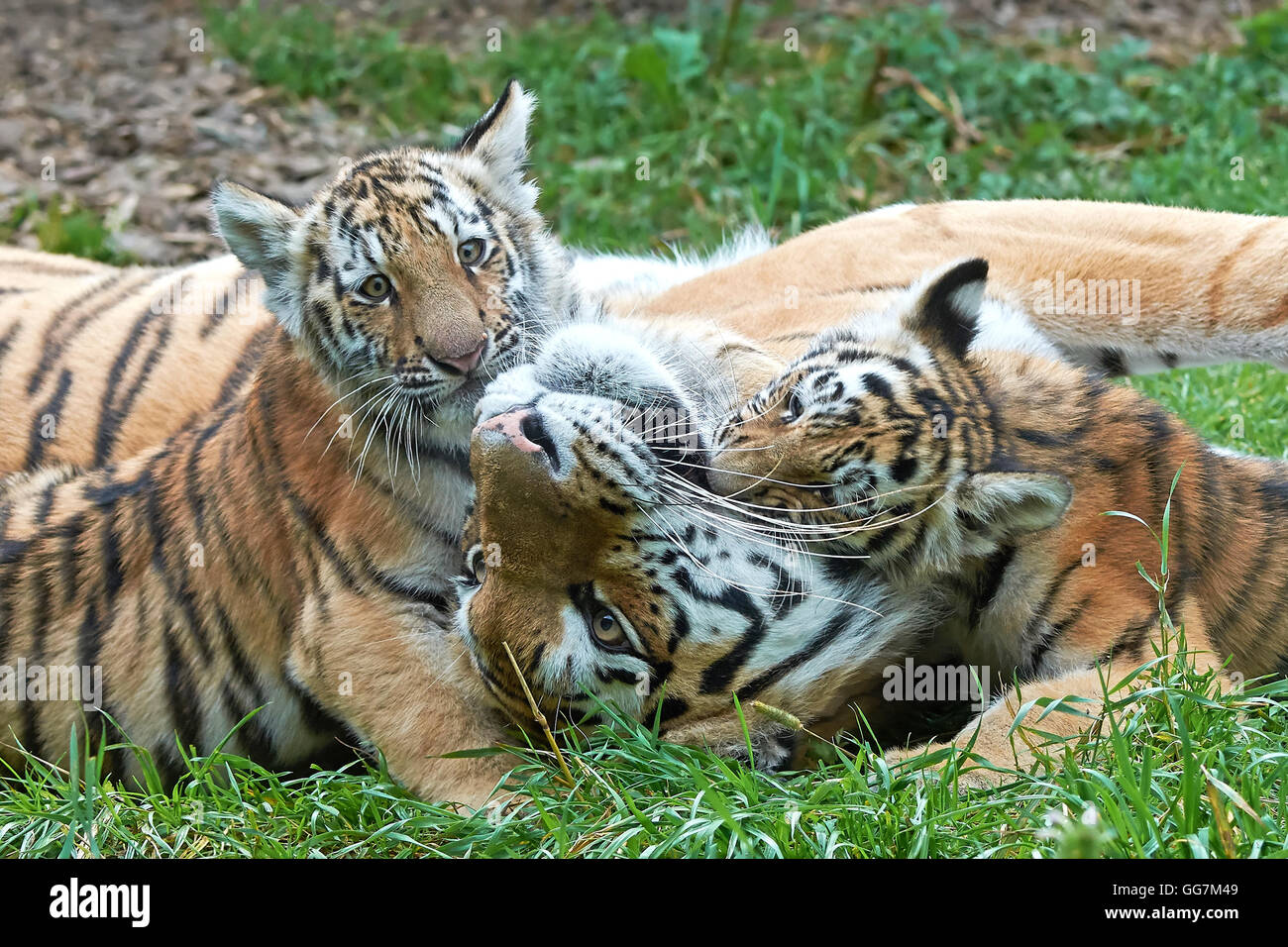 Female Amur Tiger plays in grass with her little cubs Stock Photo - Alamy