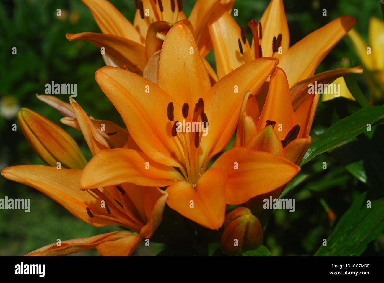 Hemerocallis Fulva High Resolution Stock Photography and Images - Alamy