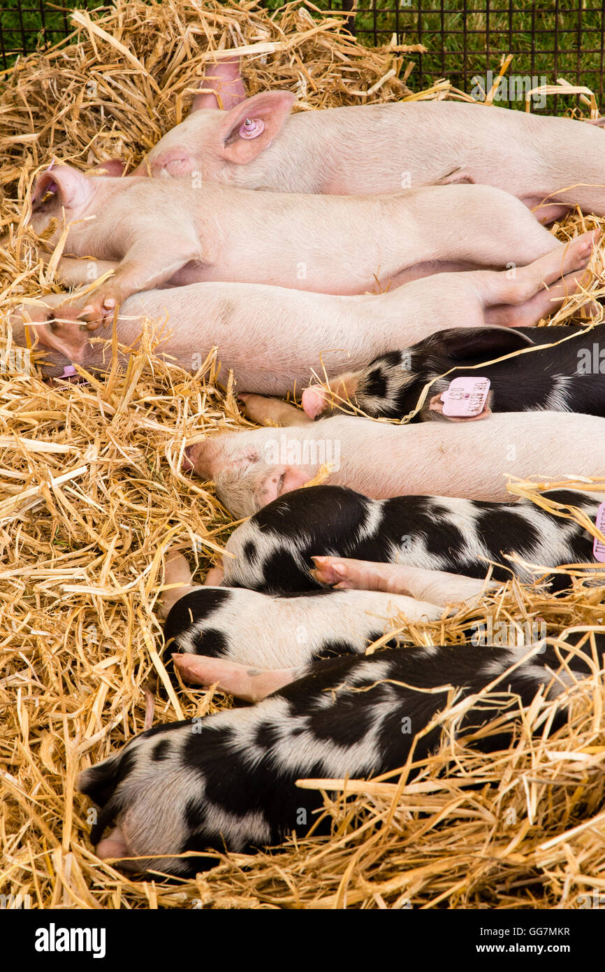 Piglets cute hi-res stock photography and images - Alamy