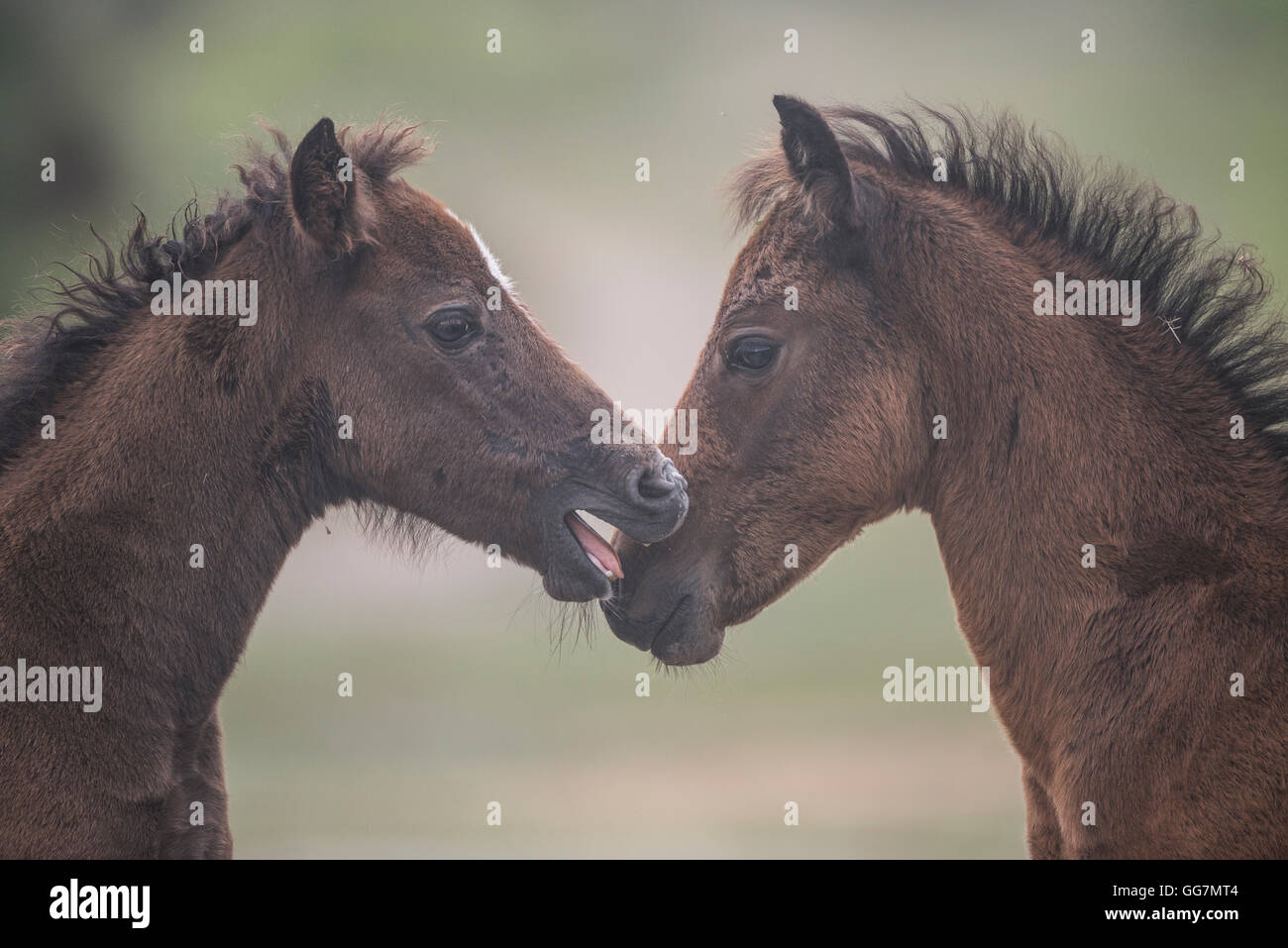 New Forest pony, taken at Stoney Cross, Hampshire Stock Photo - Alamy