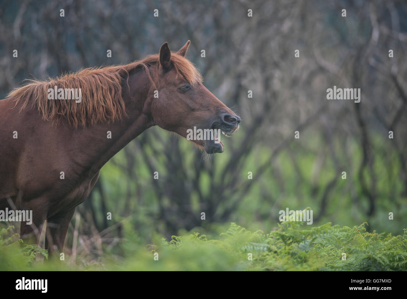 New Forest pony, taken at Stoney Cross, Hampshire Stock Photo - Alamy