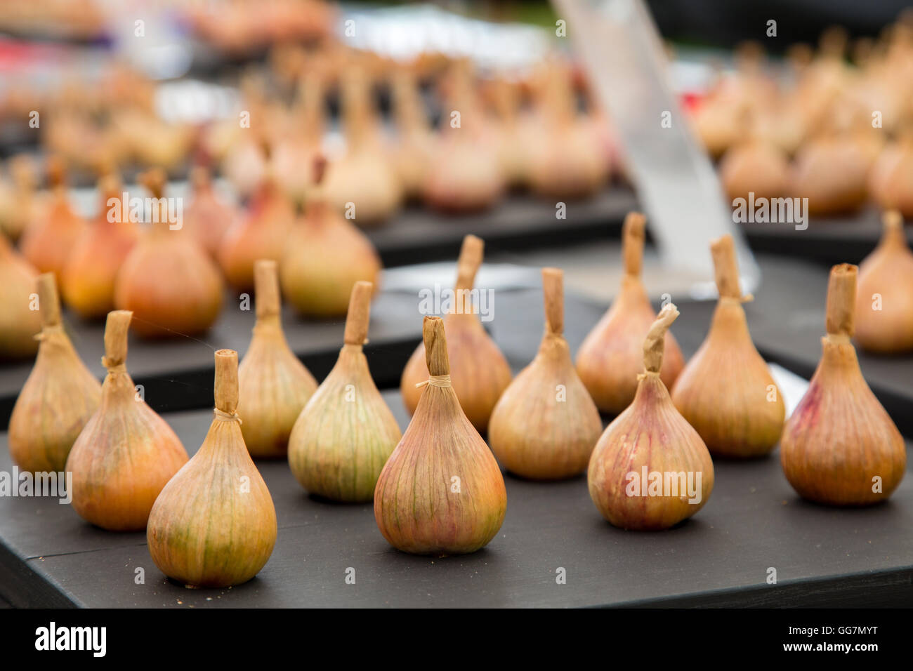 Onions in a Vegetable show at New Forest Show, Hampshire, England Stock ...
