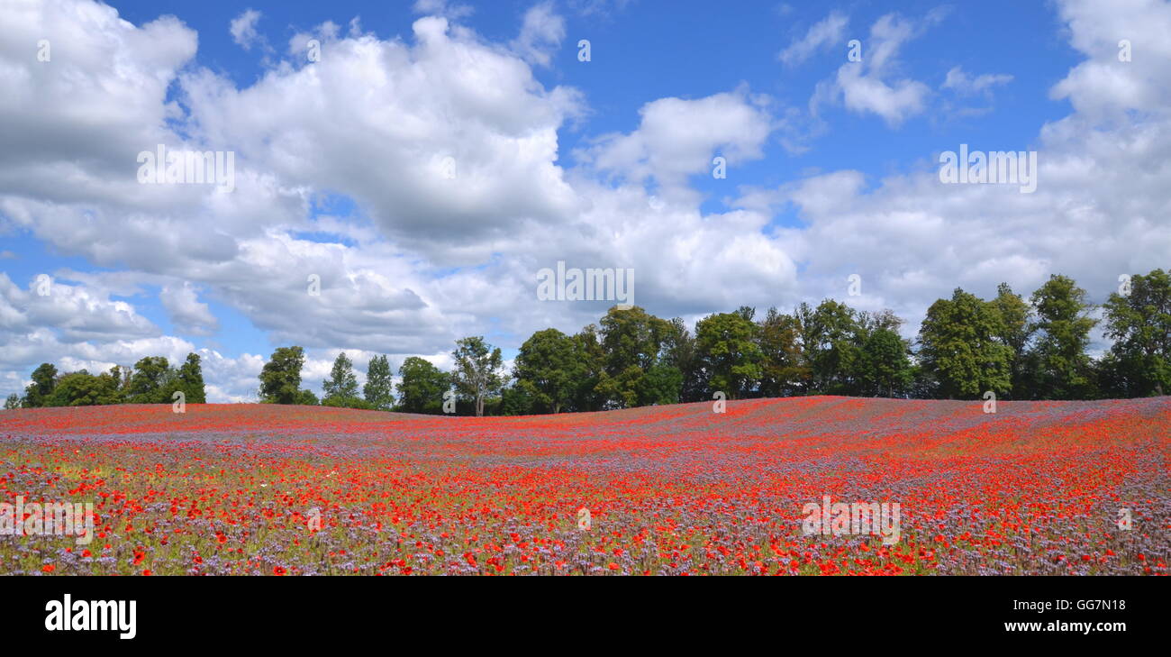 panoramic view of beautiful summer field of phacelia and poppy seed ...