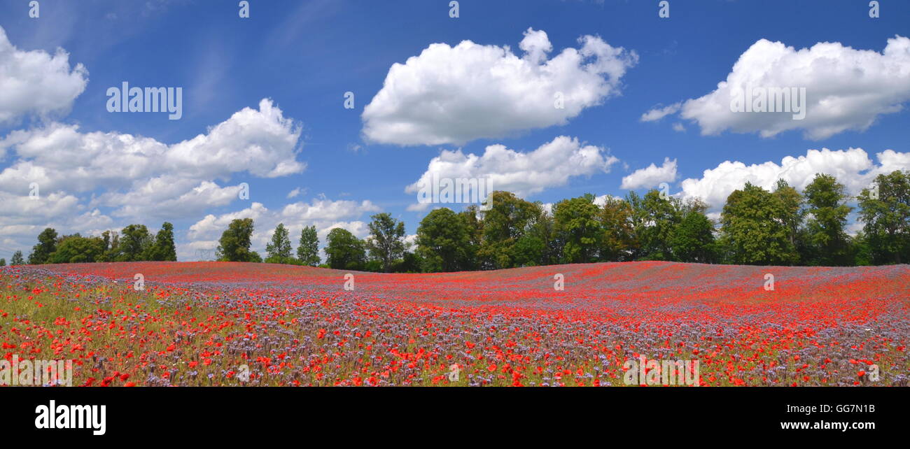 panoramic view of beautiful summer field of phacelia and poppy seed ...