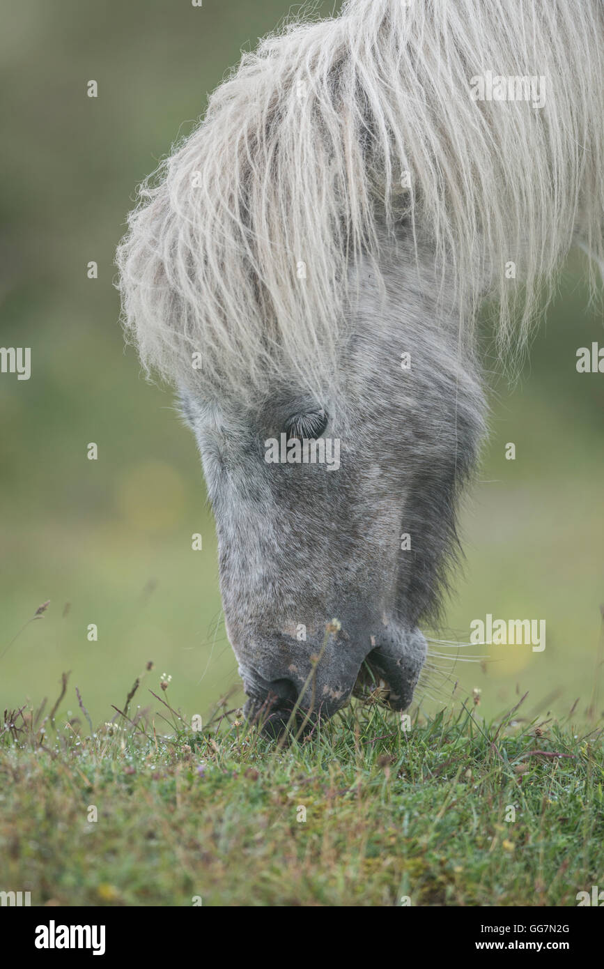 Stoney cross hi-res stock photography and images - Alamy