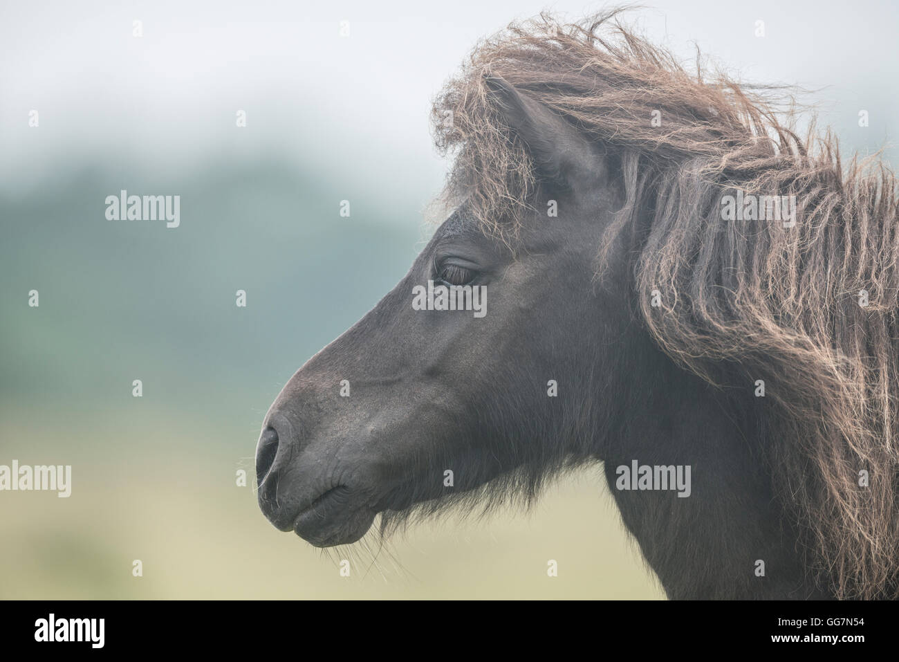 New Forest pony, taken at Stoney Cross, Hampshire Stock Photo - Alamy