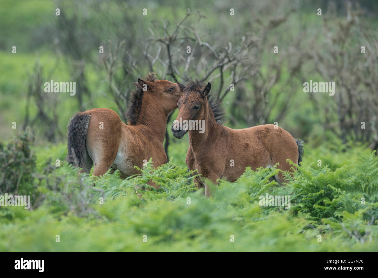 New Forest pony, taken at Stoney Cross, Hampshire Stock Photo - Alamy