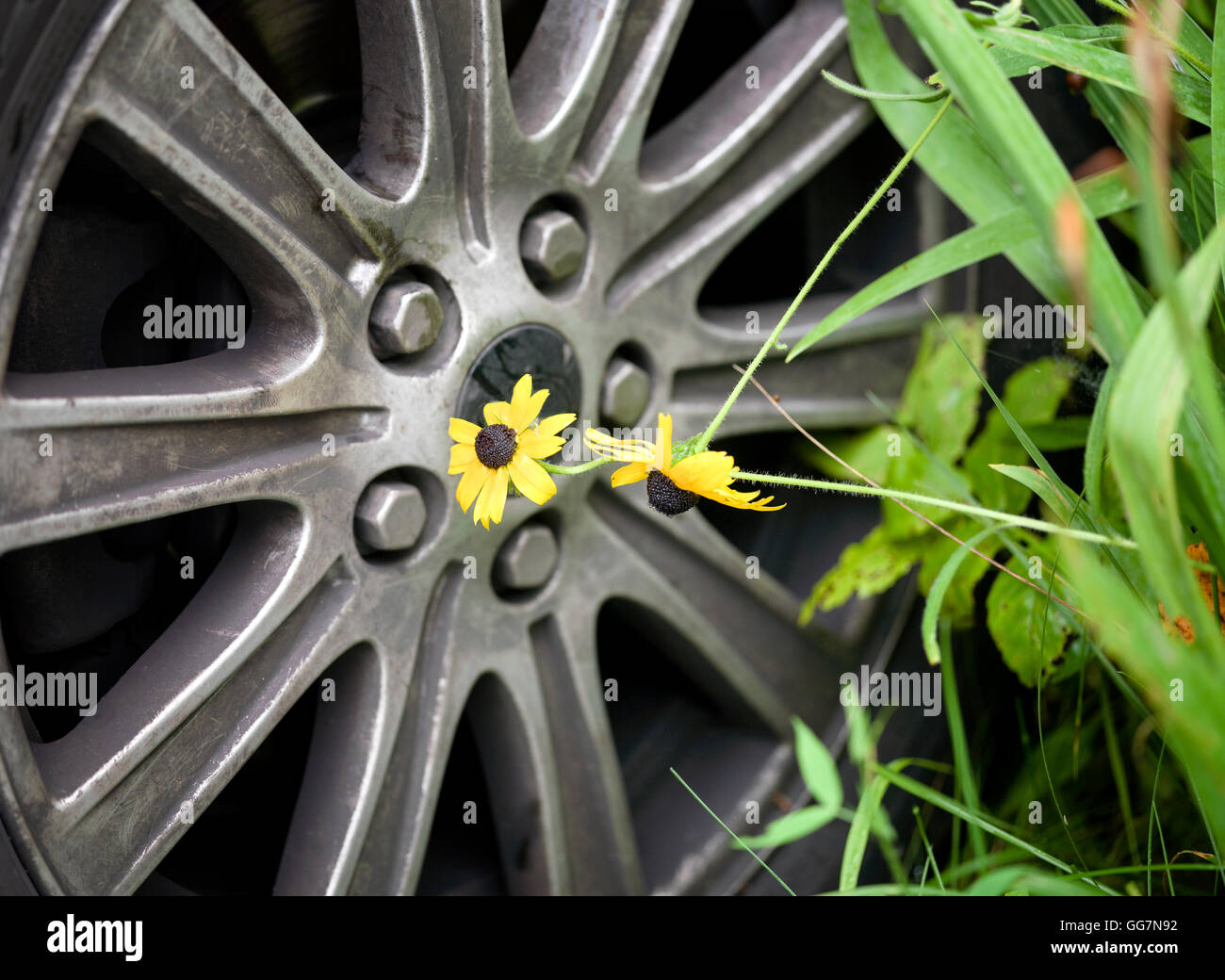 Car Wheel And Flower Stock Photo - Alamy