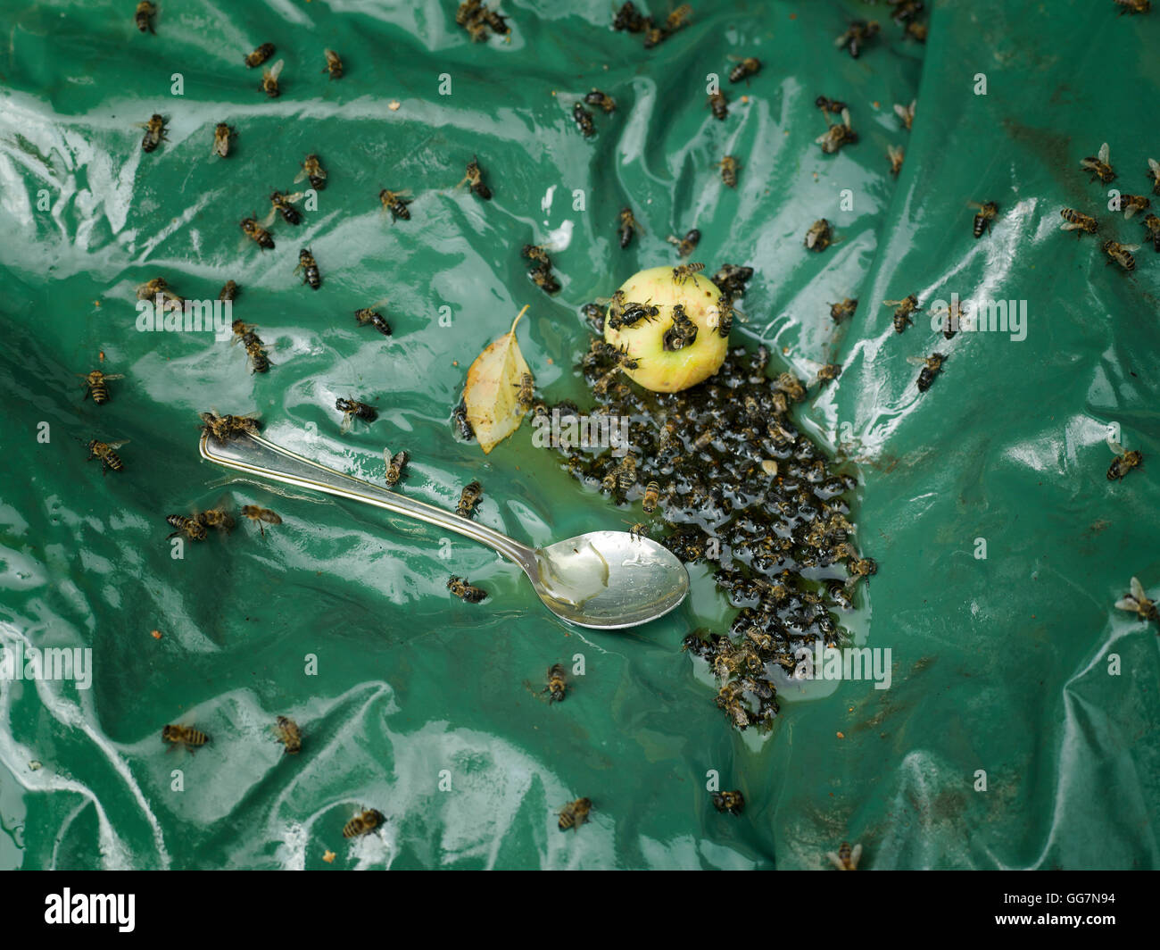 Dead honey bees hi-res stock photography and images - Alamy