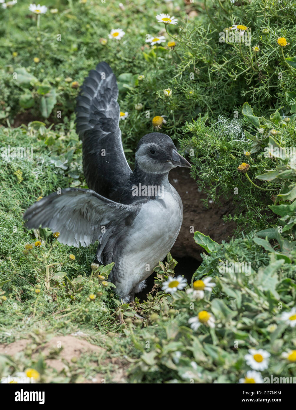 Juvenile Atlantic Puffin (Fratercula Arctica), also known as a Puffling ...