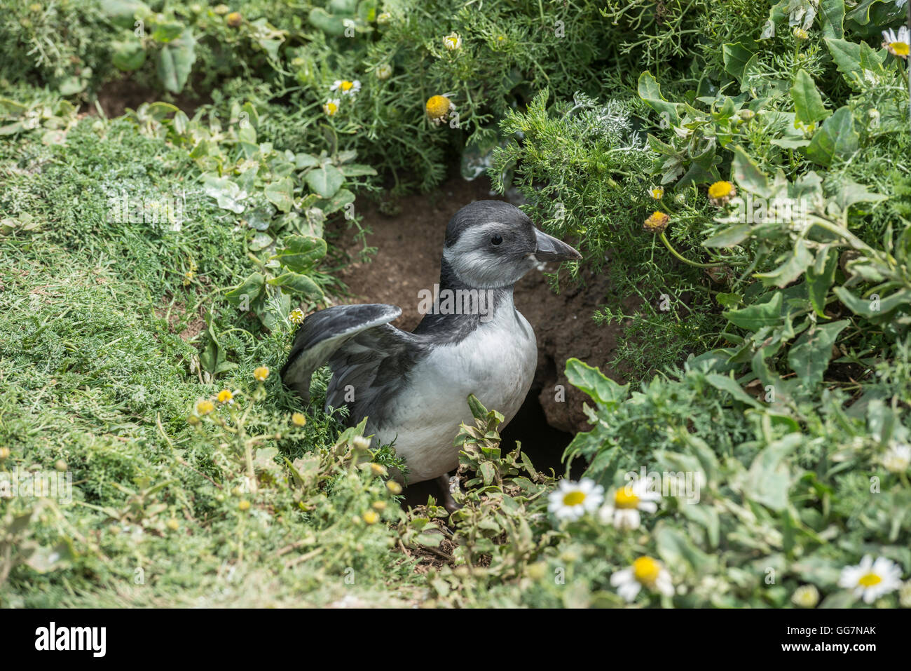 Juvenile Atlantic Puffin (Fratercula Arctica), also known as a Puffling ...