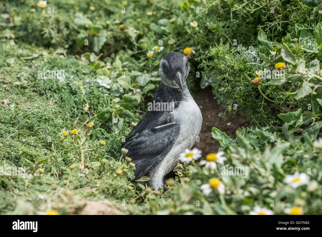 Juvenile Atlantic Puffin (Fratercula Arctica), also known as a Puffling ...