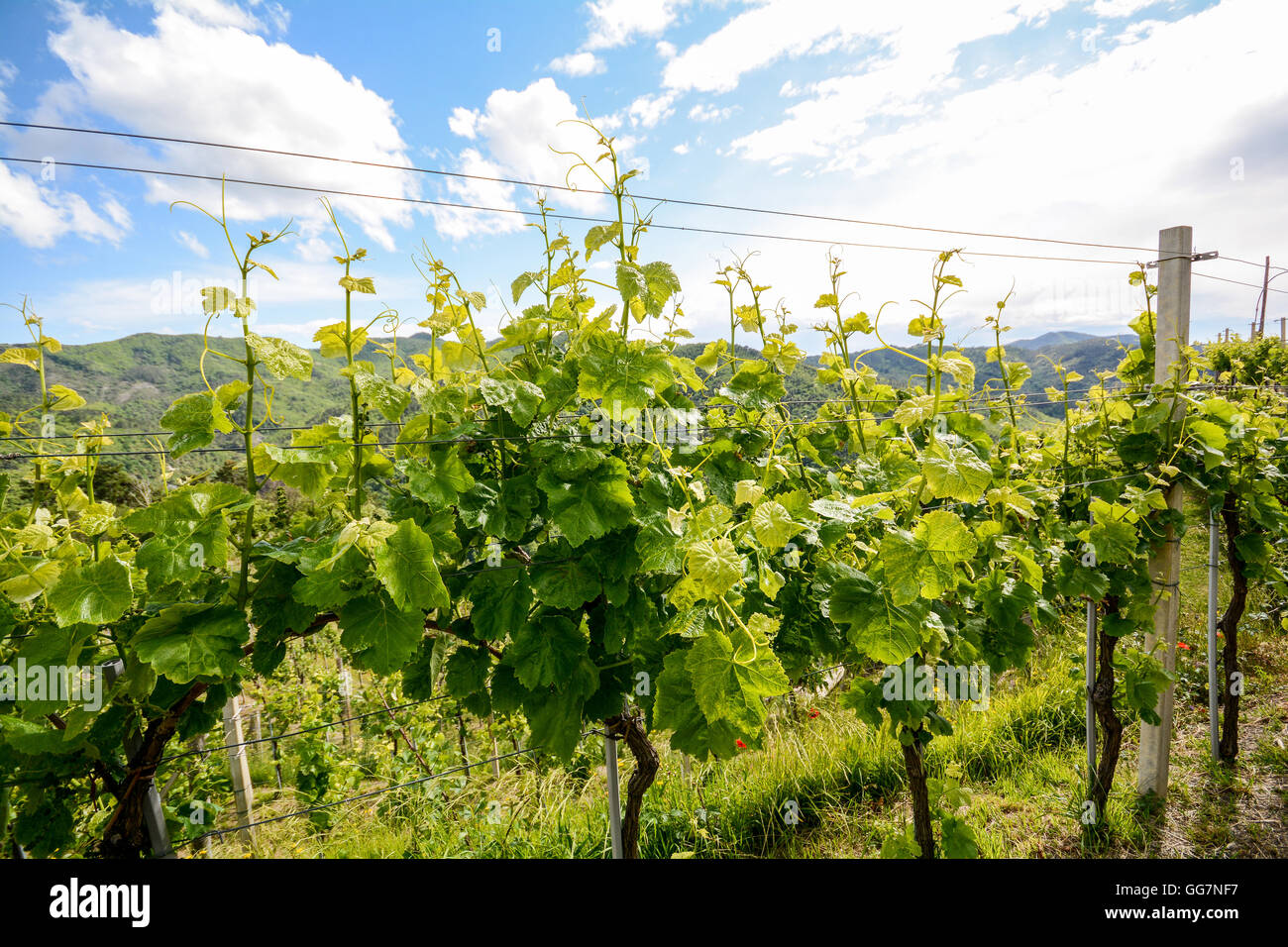 Italy marche vineyards hi-res stock photography and images - Alamy