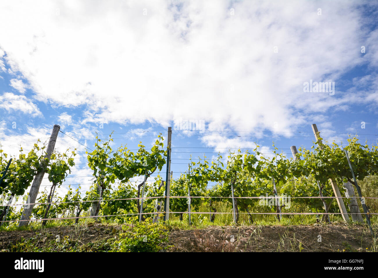 Italy marche vineyards hi-res stock photography and images - Alamy