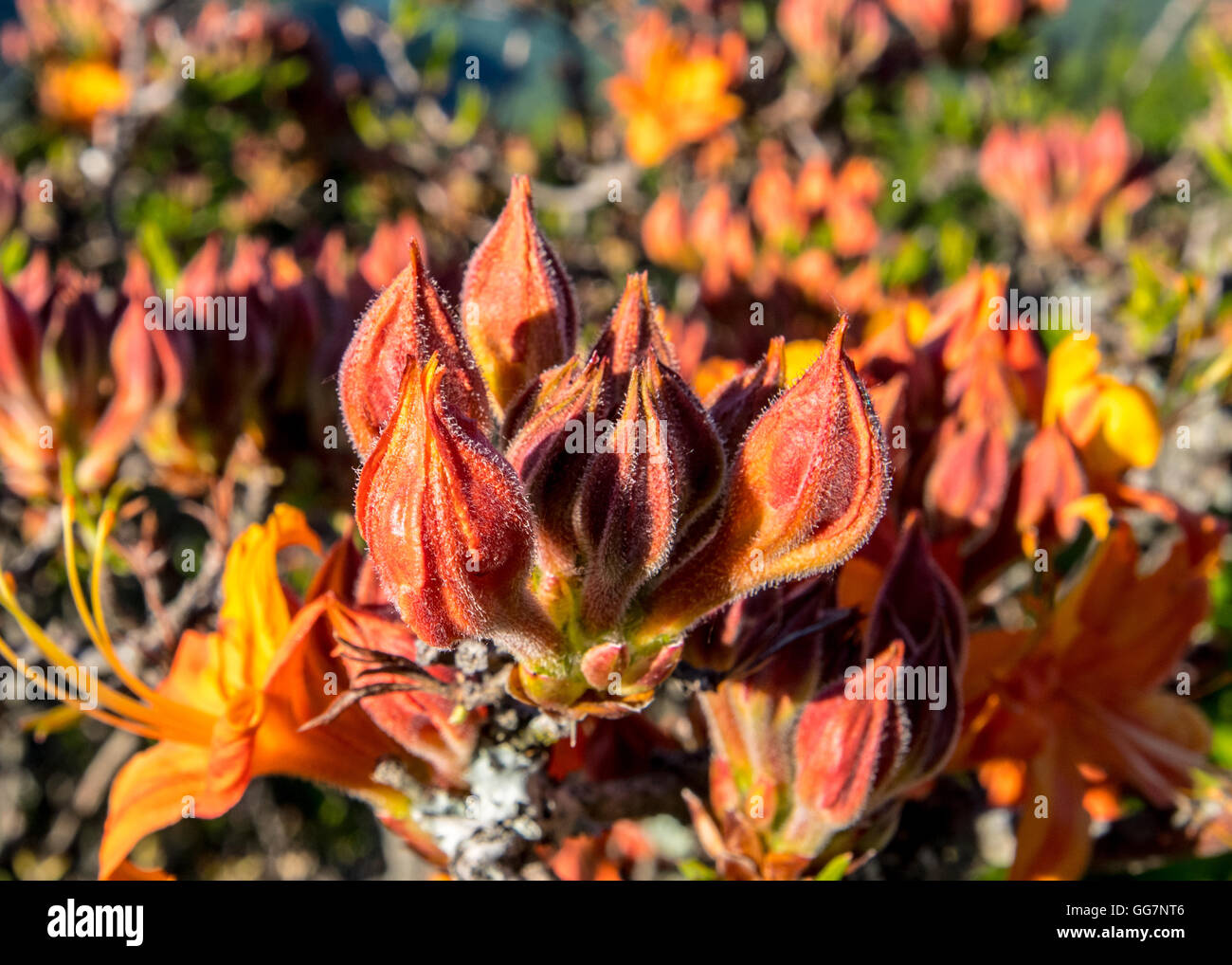 Close Up of Flame Azalea Buds before they bloom in early summer Stock ...