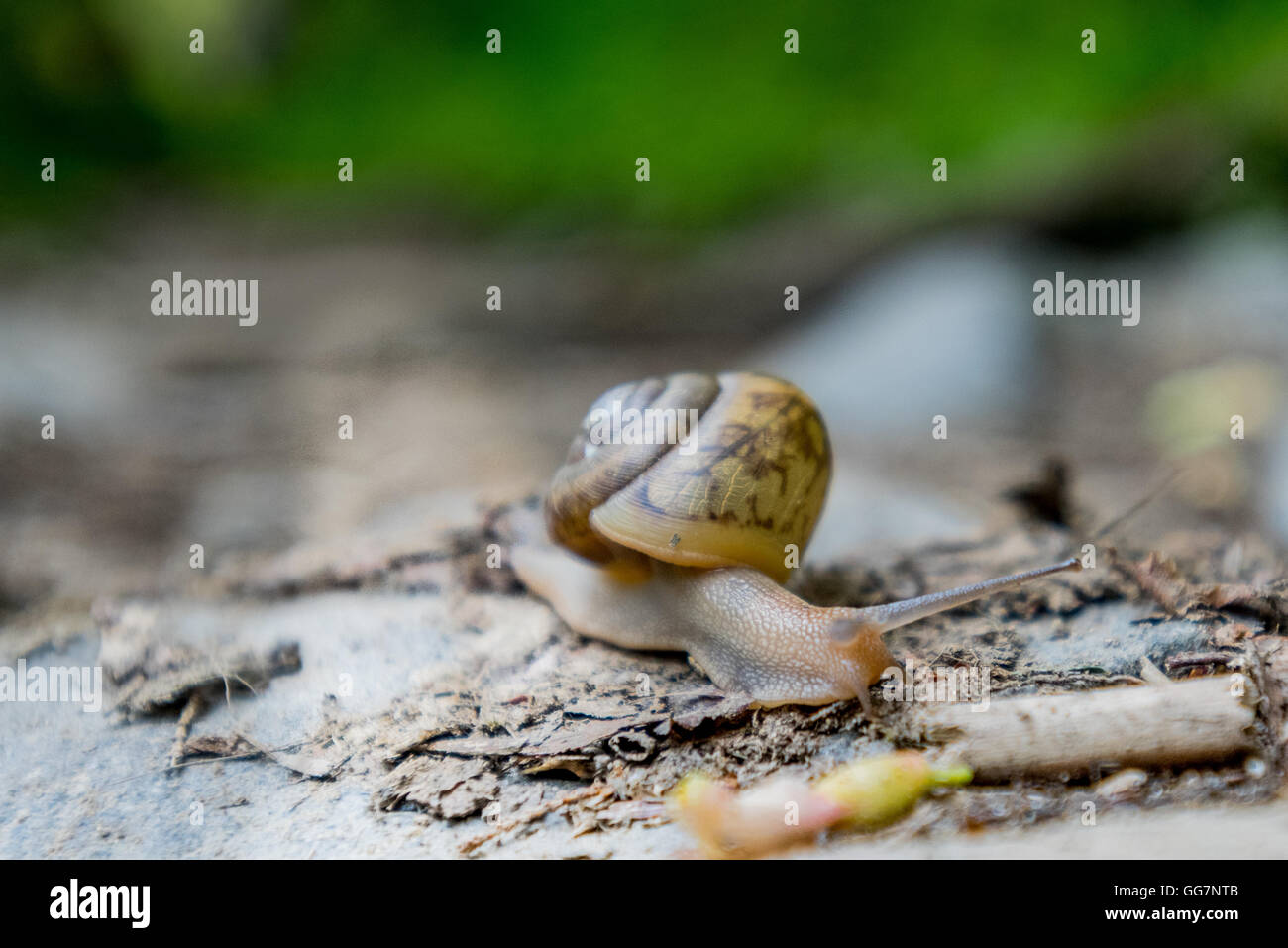 Close up of Snail on Rock carrying shell across a dirt trail Stock ...