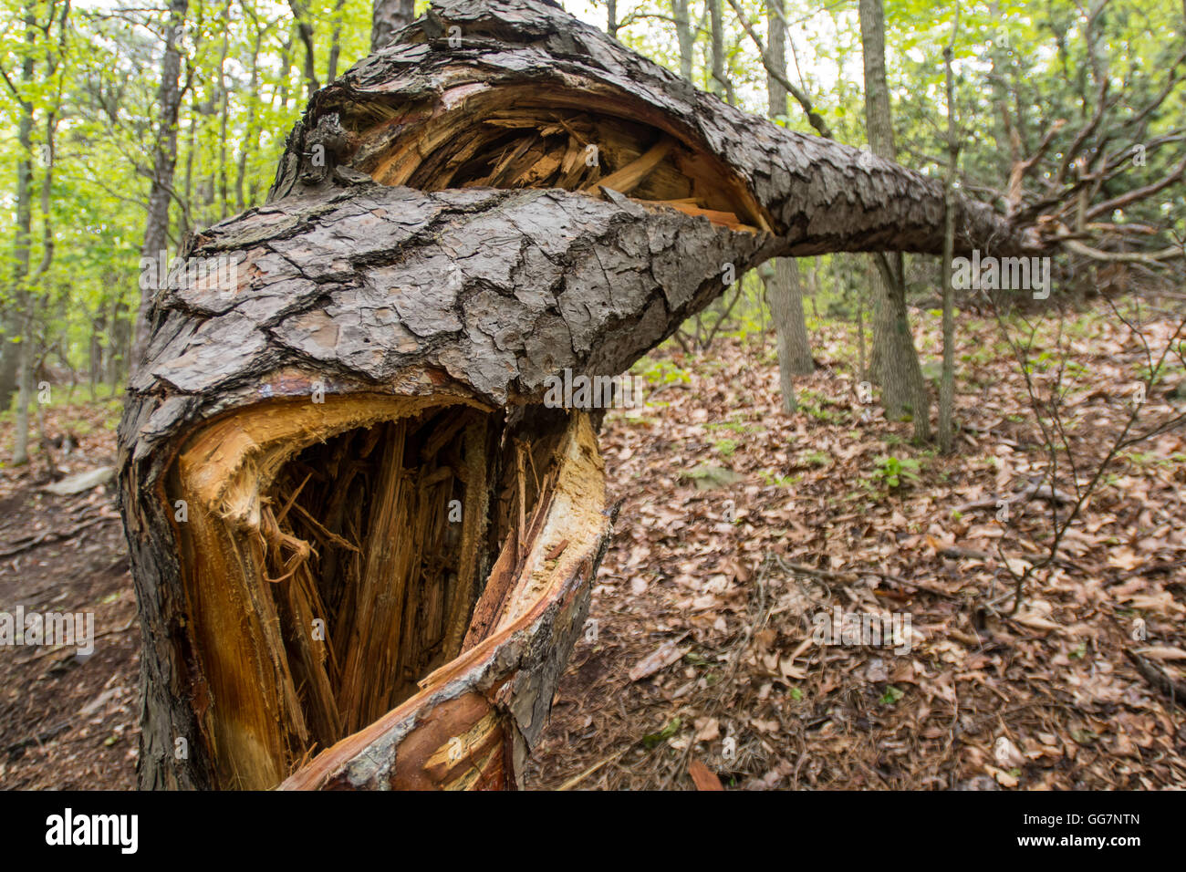 Splintering hi-res stock photography and images - Alamy