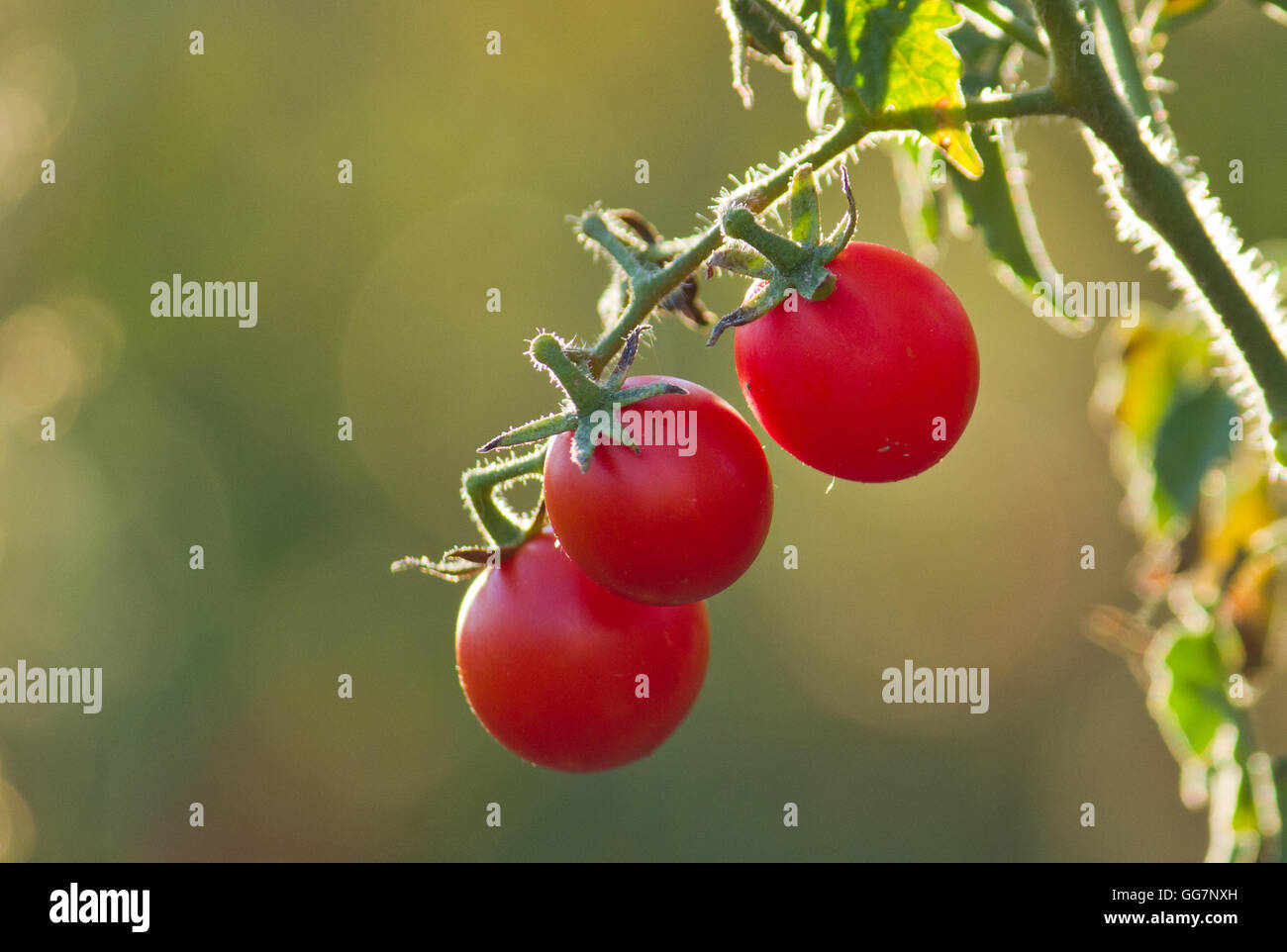 Fresh organic Cherry tomatoes on the vine Stock Photo - Alamy