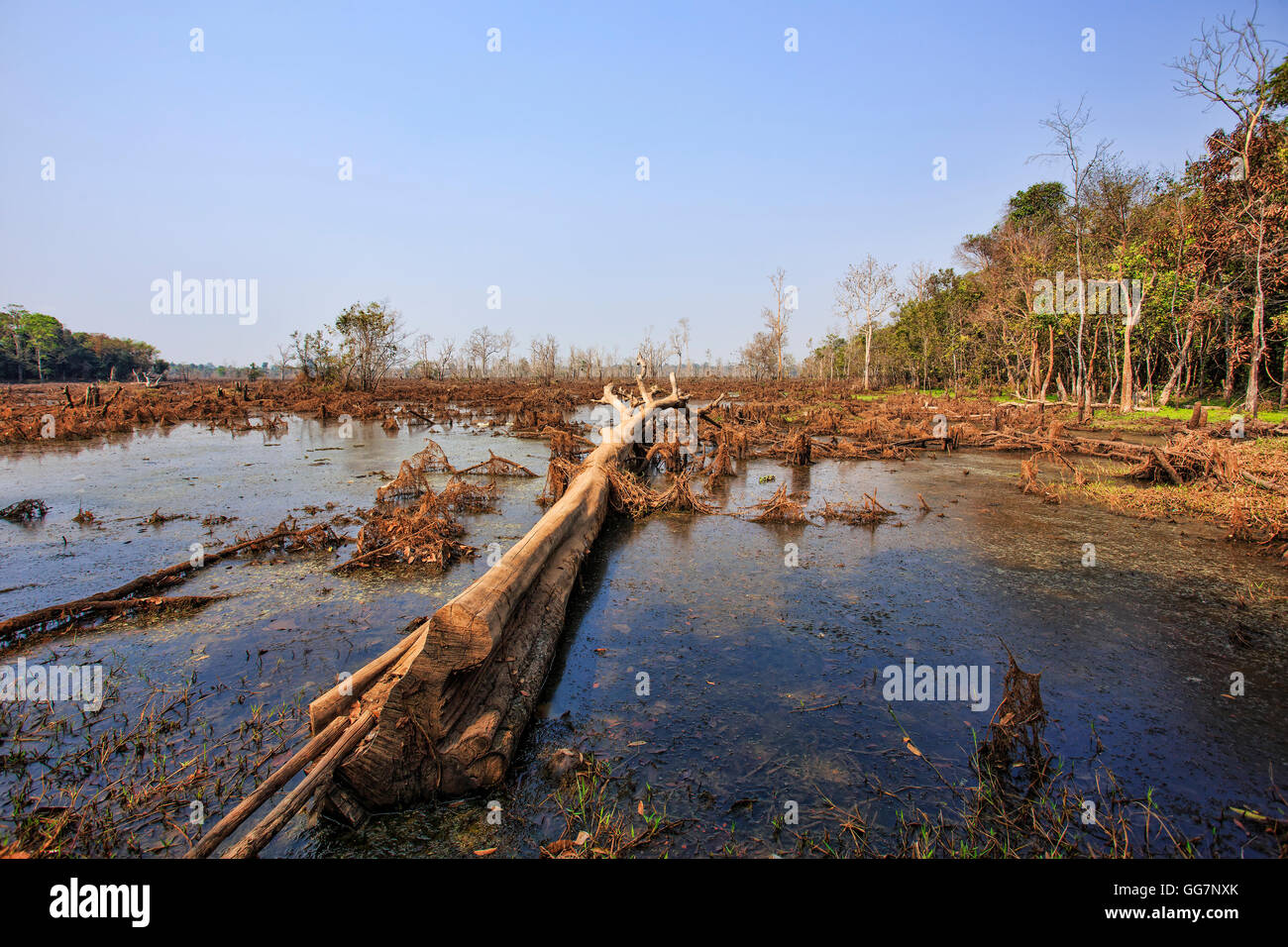 Ozone damage to trees hi-res stock photography and images - Alamy
