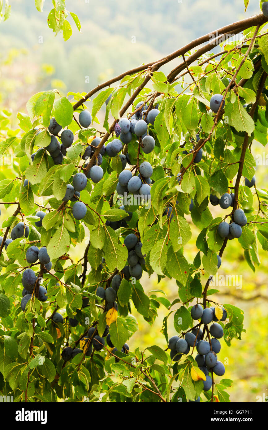 Plums on the branch of the plum-tree Stock Photo - Alamy