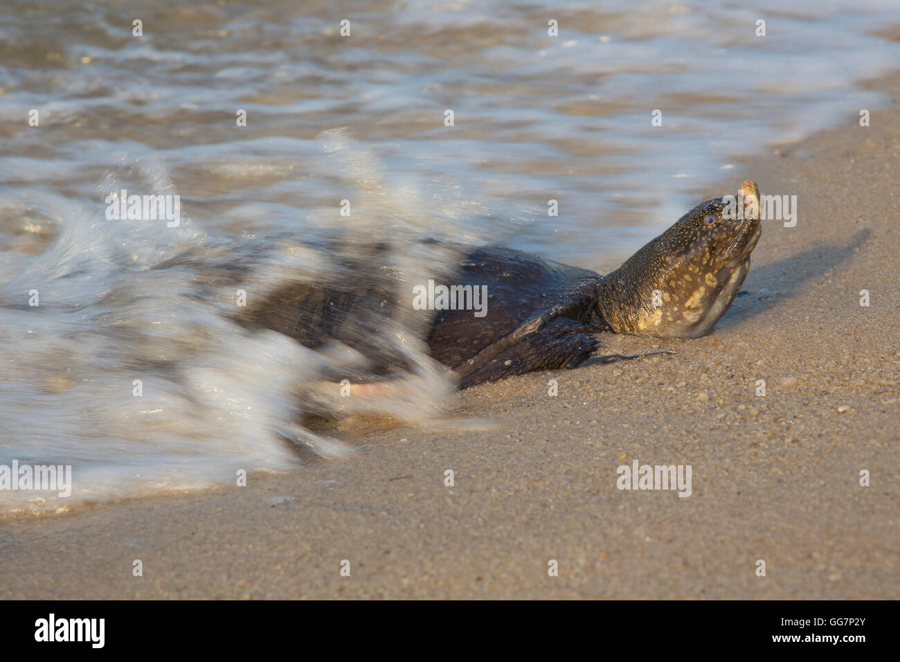 Turtle beach caribbean hi-res stock photography and images - Alamy