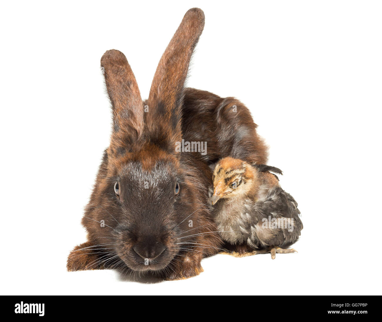 The photo shows a rabbit and chicken Stock Photo - Alamy