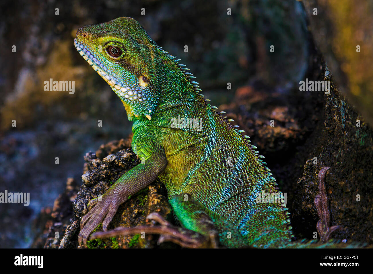 Female green iguana iguana iguana hi-res stock photography and images ...