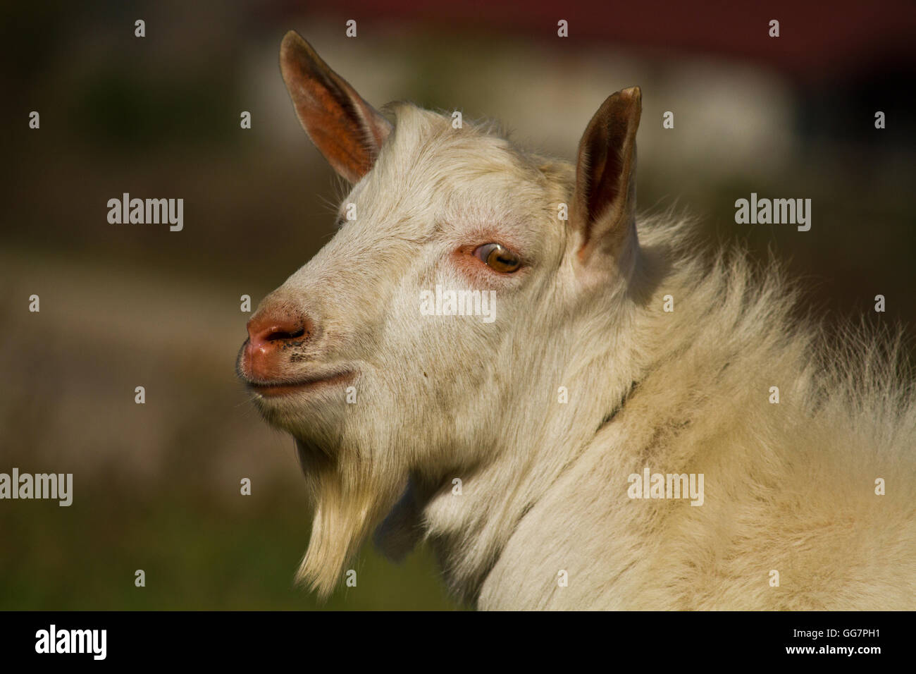 Close up portrait of a goat Stock Photo - Alamy