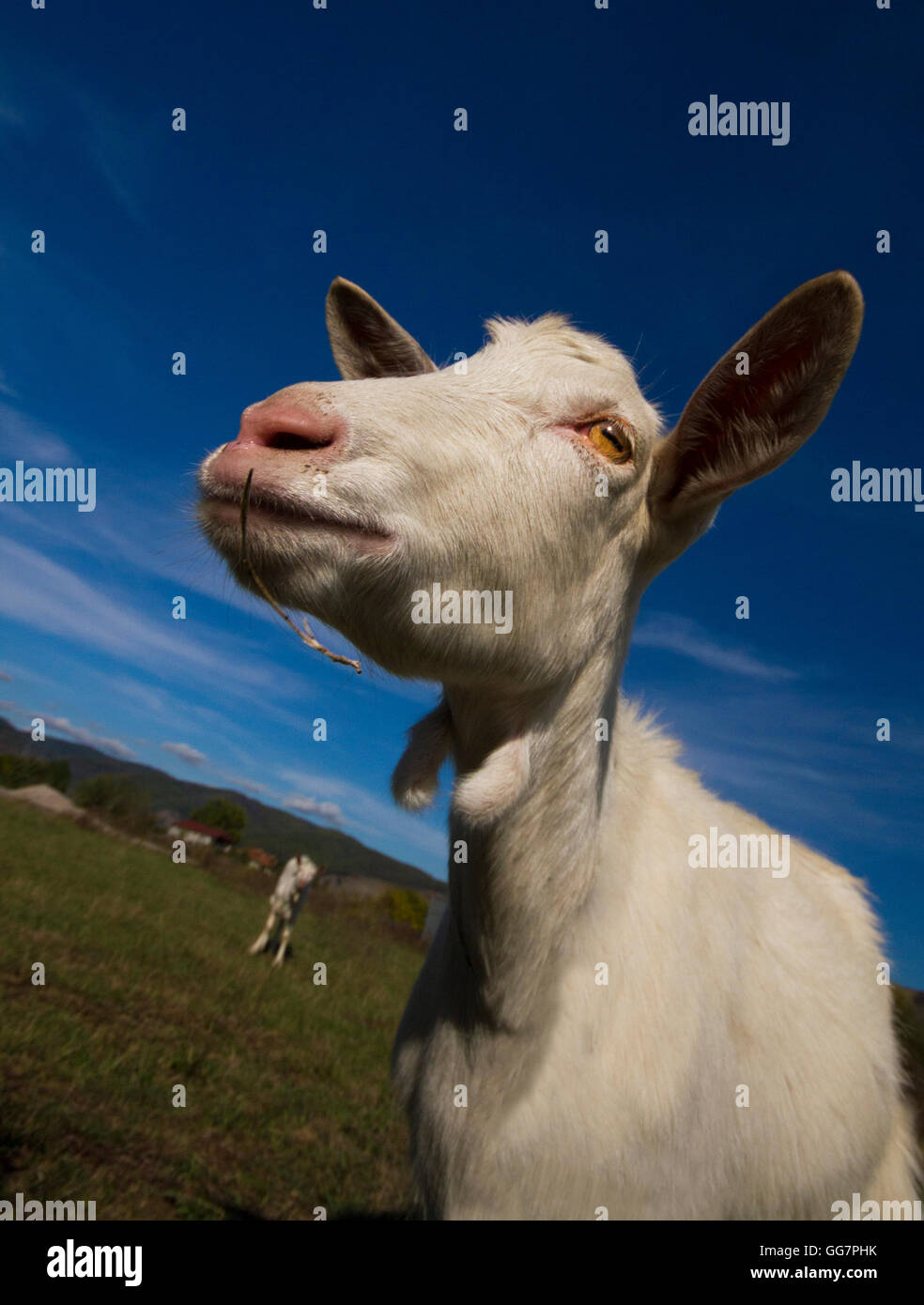 Spring goats hi-res stock photography and images - Alamy