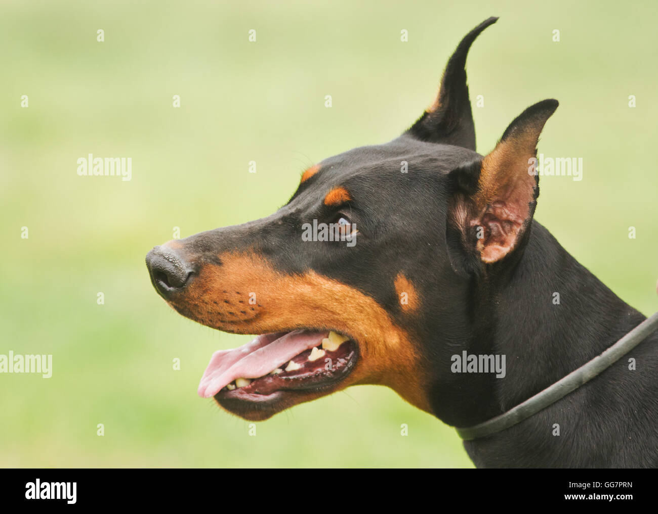 Purebred Doberman dog Stock Photo - Alamy