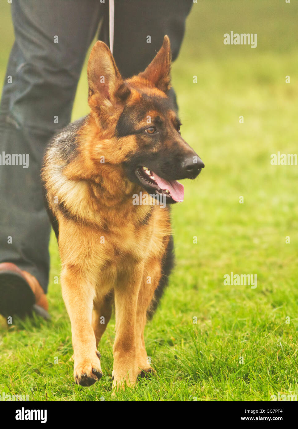 Portrait of pure breed German Shepard dog Stock Photo - Alamy