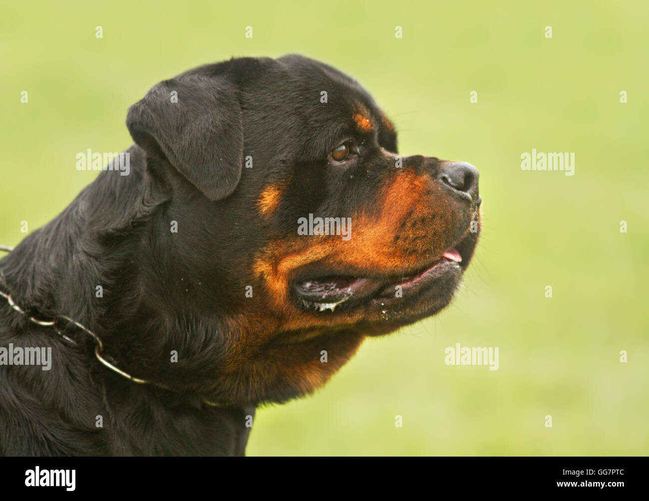purebred rottweiler portrait Stock Photo - Alamy